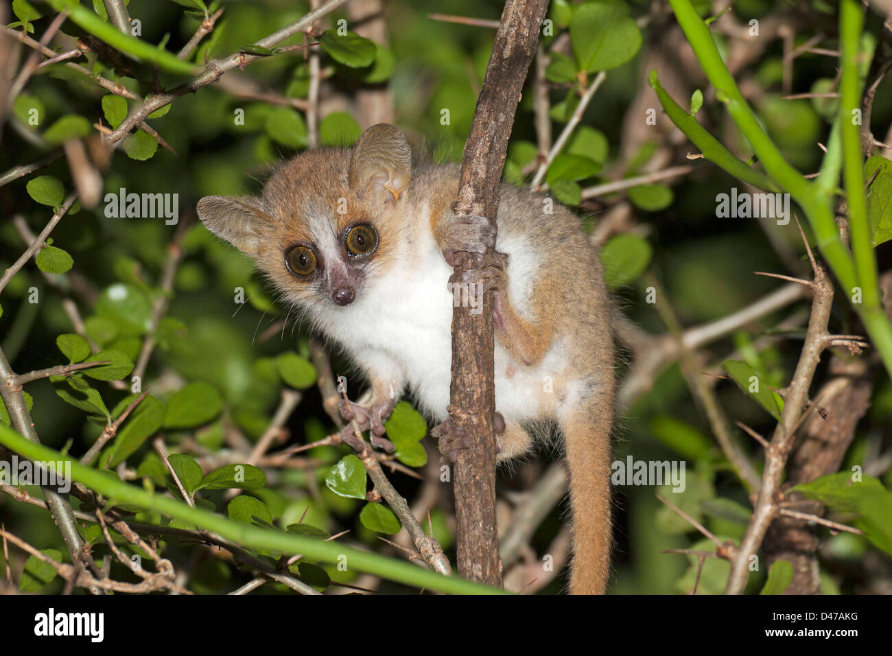 Gray brown mouse lemur hi-res stock photography and images - Alamy