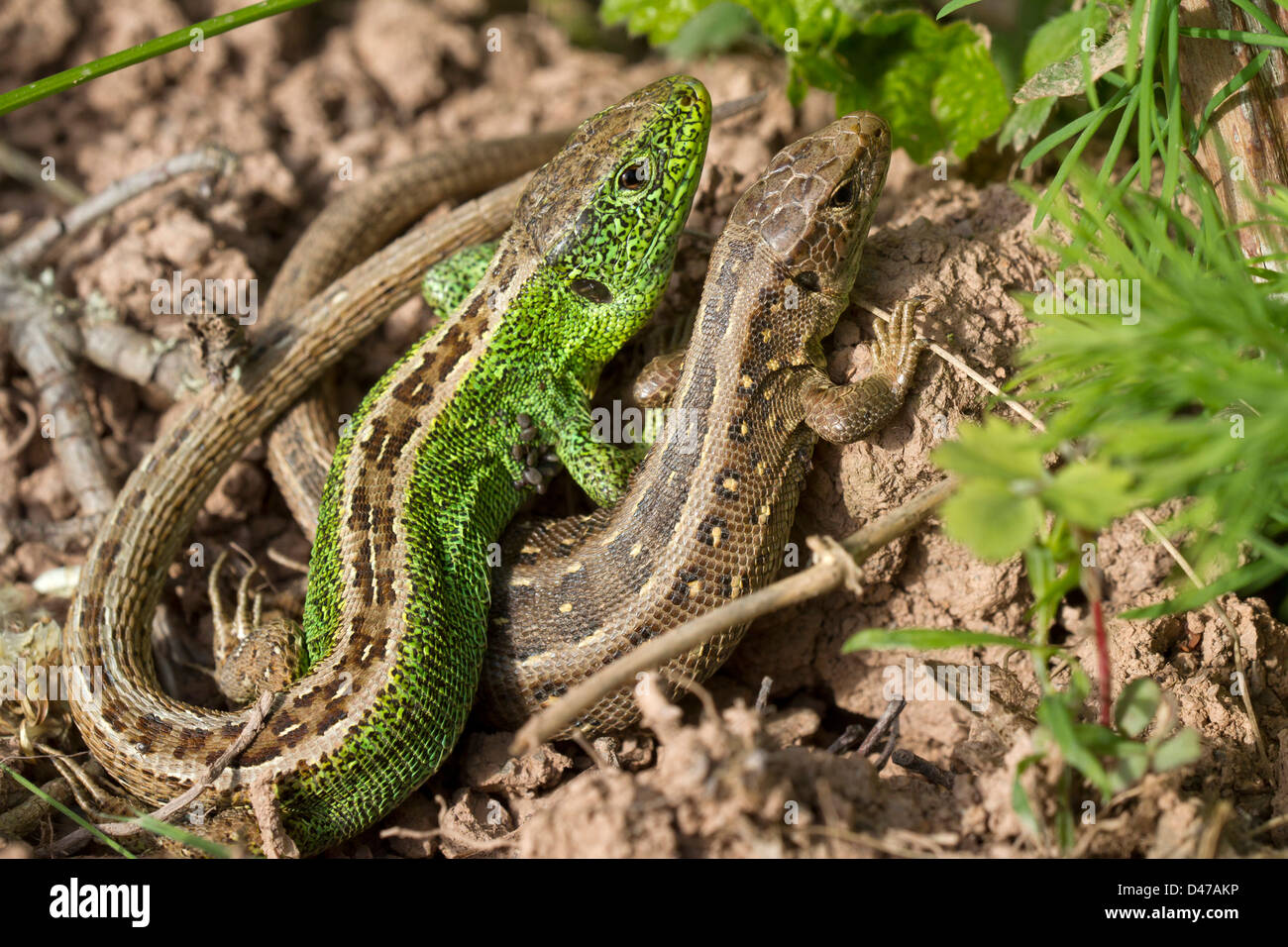 Sand Lizard (Lacerta agilis), male and female Stock Photo - Alamy