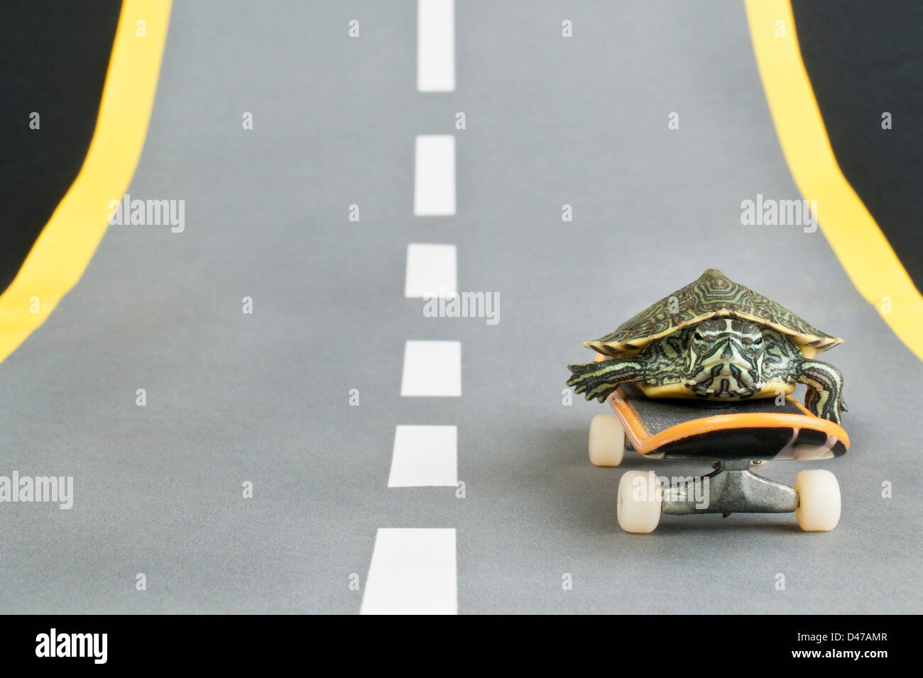 Turtle on skateboard hi-res stock photography and images - Alamy