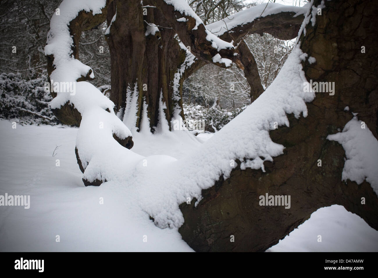 Tree trunk in snow Stock Photo - Alamy
