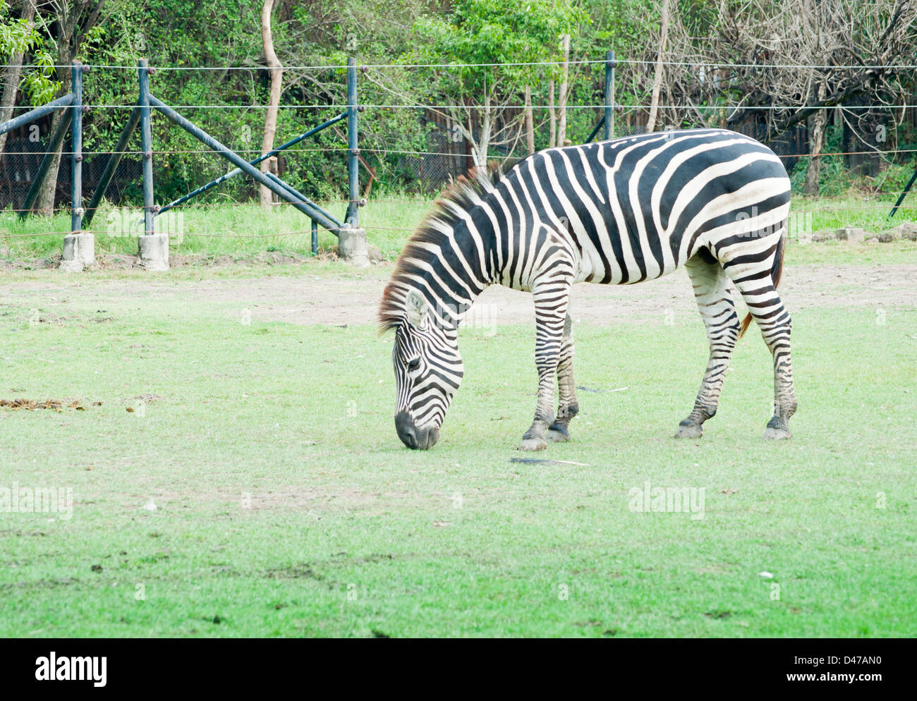 Portrait of zebra in the zoo Stock Photo - Alamy