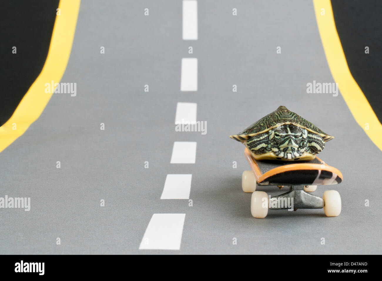 Turtle on skateboard Stock Photo - Alamy