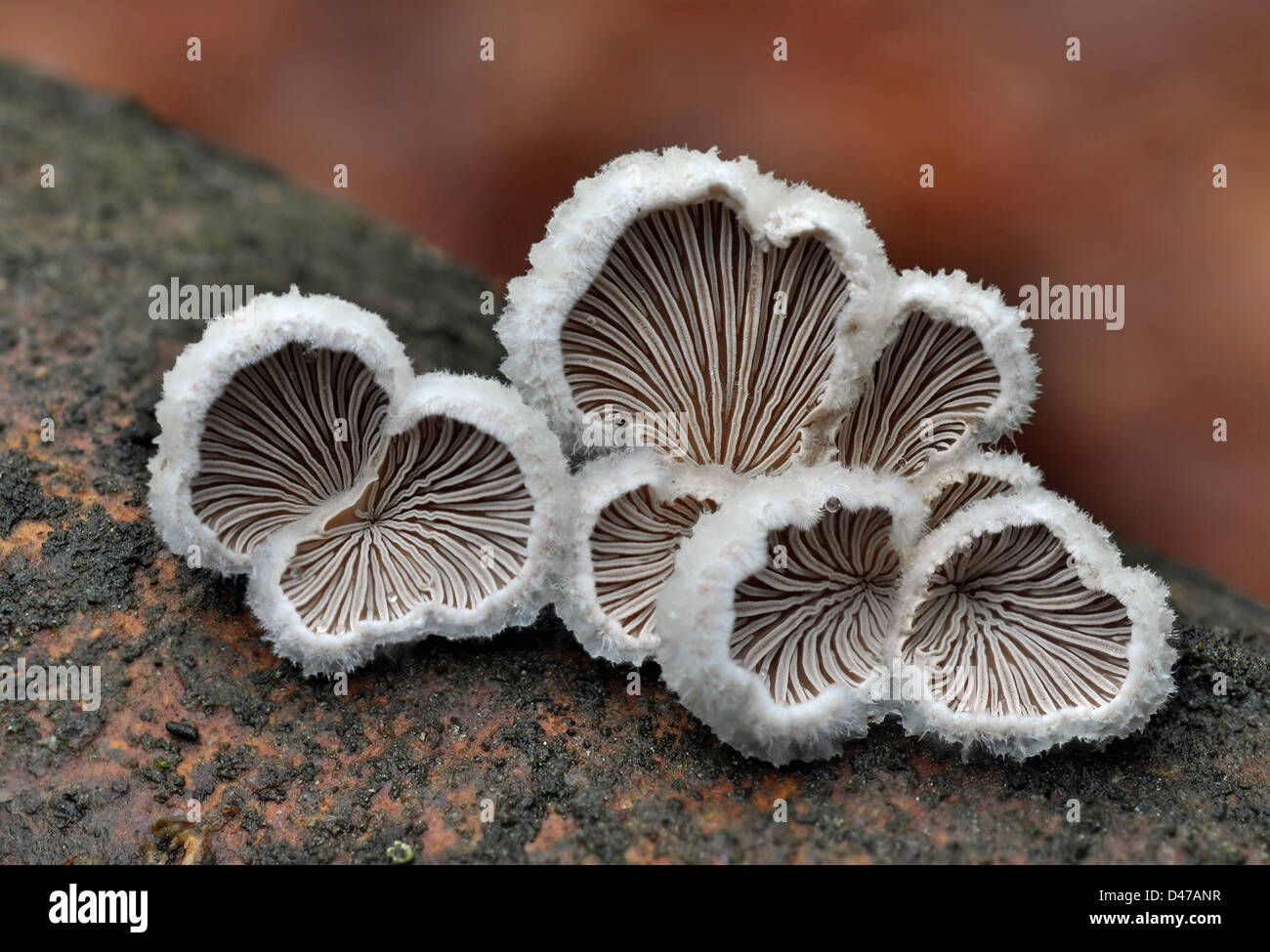 Split Gill Mushroom (Schizophyllum commune). Fruit bodies on a tree ...