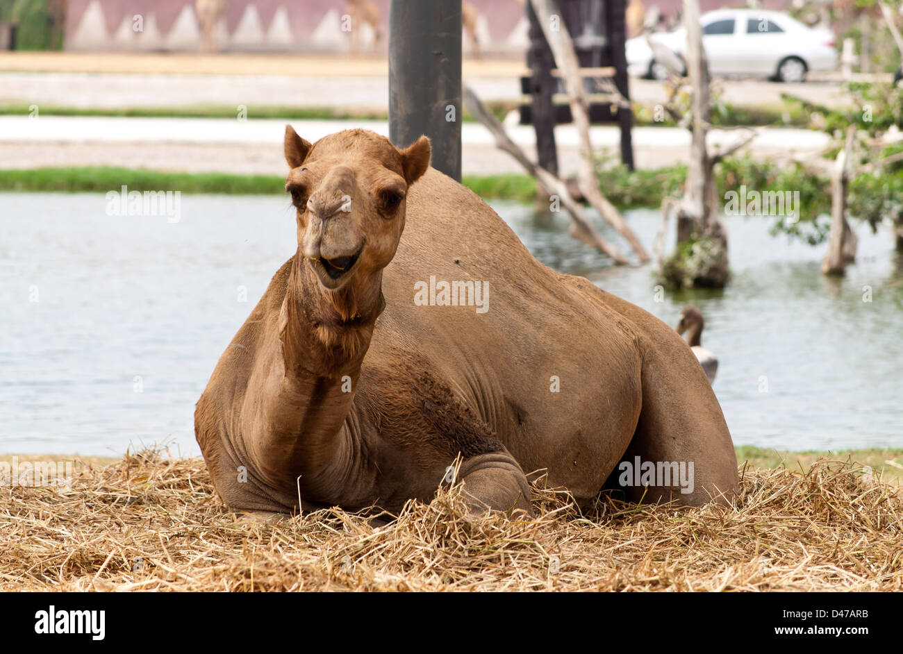 Arabian camel hi-res stock photography and images - Alamy