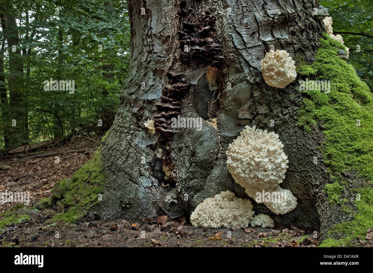 Coral Tooth (Hericium coralloides), fruit bodies at the base of a tree ...