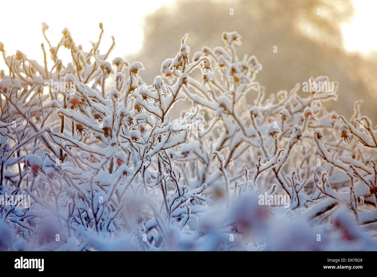 Field frosty white bushes hi-res stock photography and images - Alamy