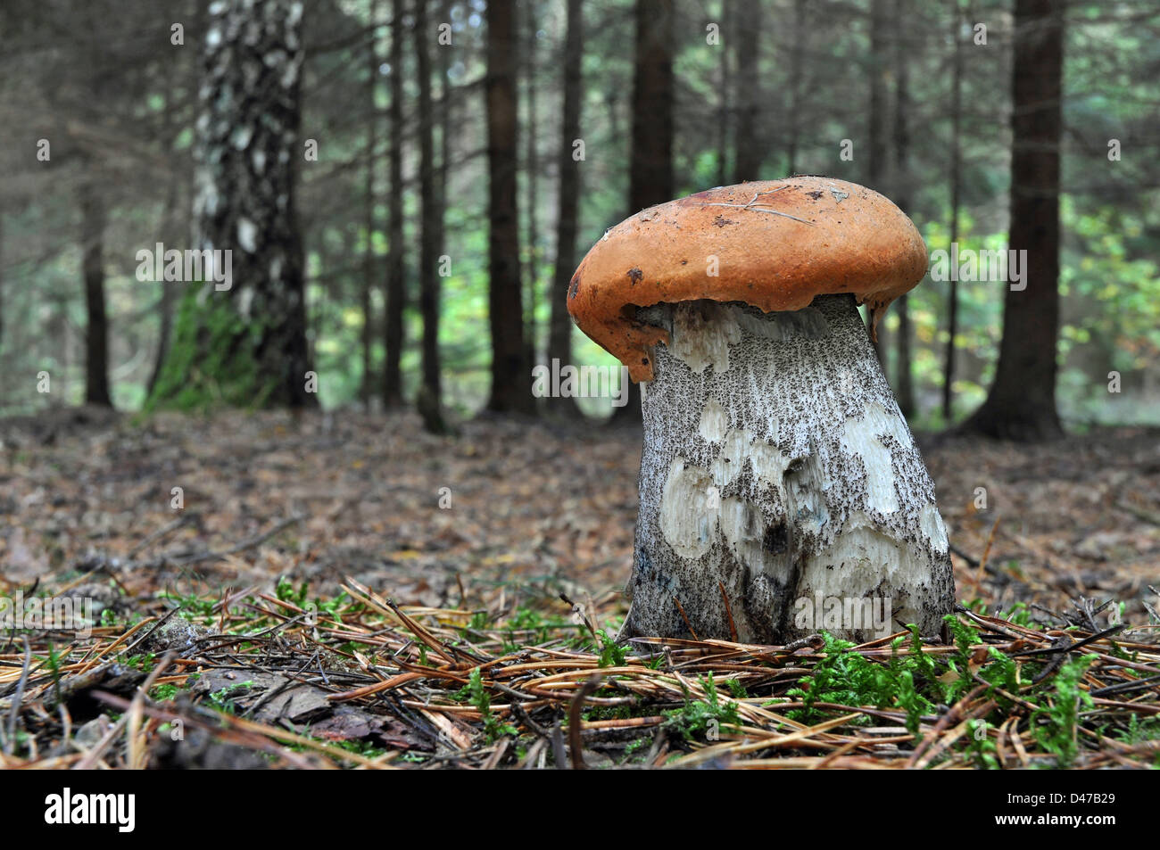 Orange Birch Bolete (Leccinum versipelle) on the forest floor Stock ...