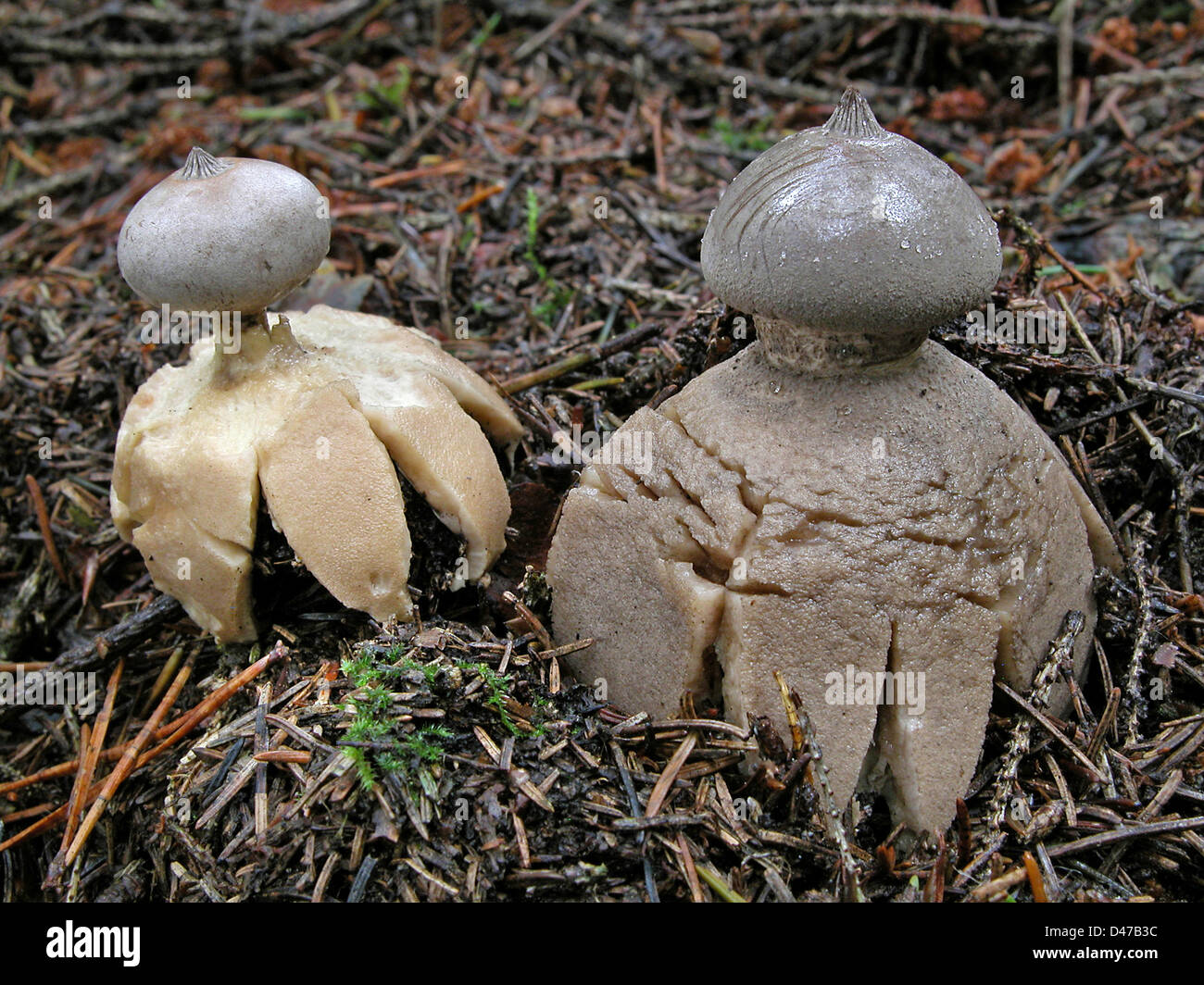 Beaked Earthstar, Beret Earthstar (Geastrum pectinatum), mature fruit ...