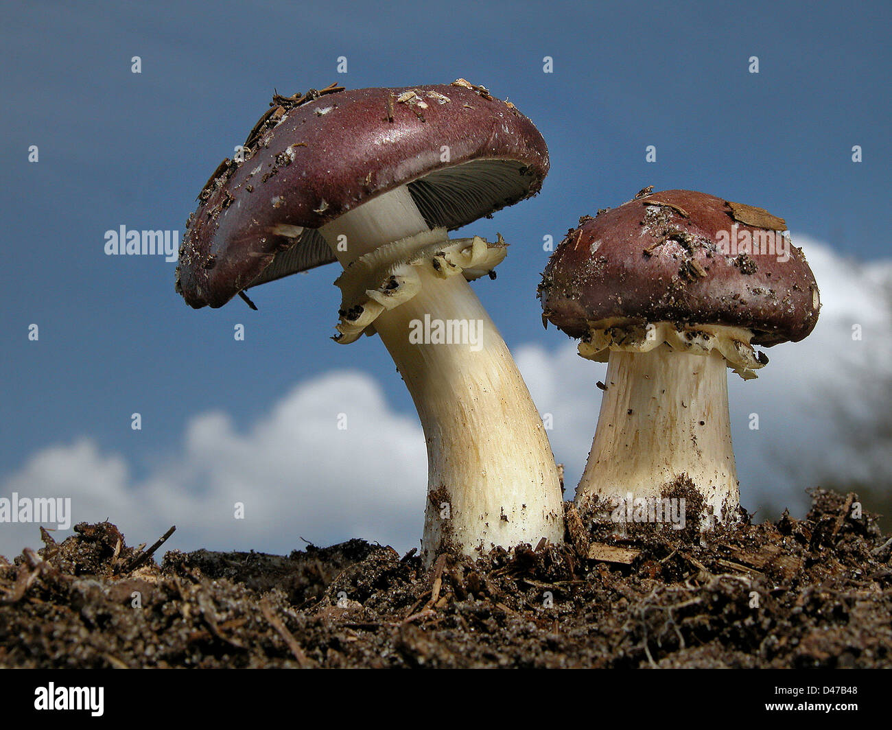 King Stropharia (Stropharia rugosoannulata), an edible mushroom Stock ...
