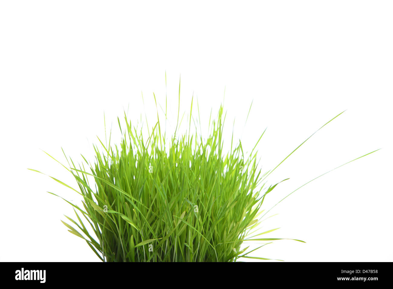 Grass Sprouts isolated in the studio Stock Photo - Alamy