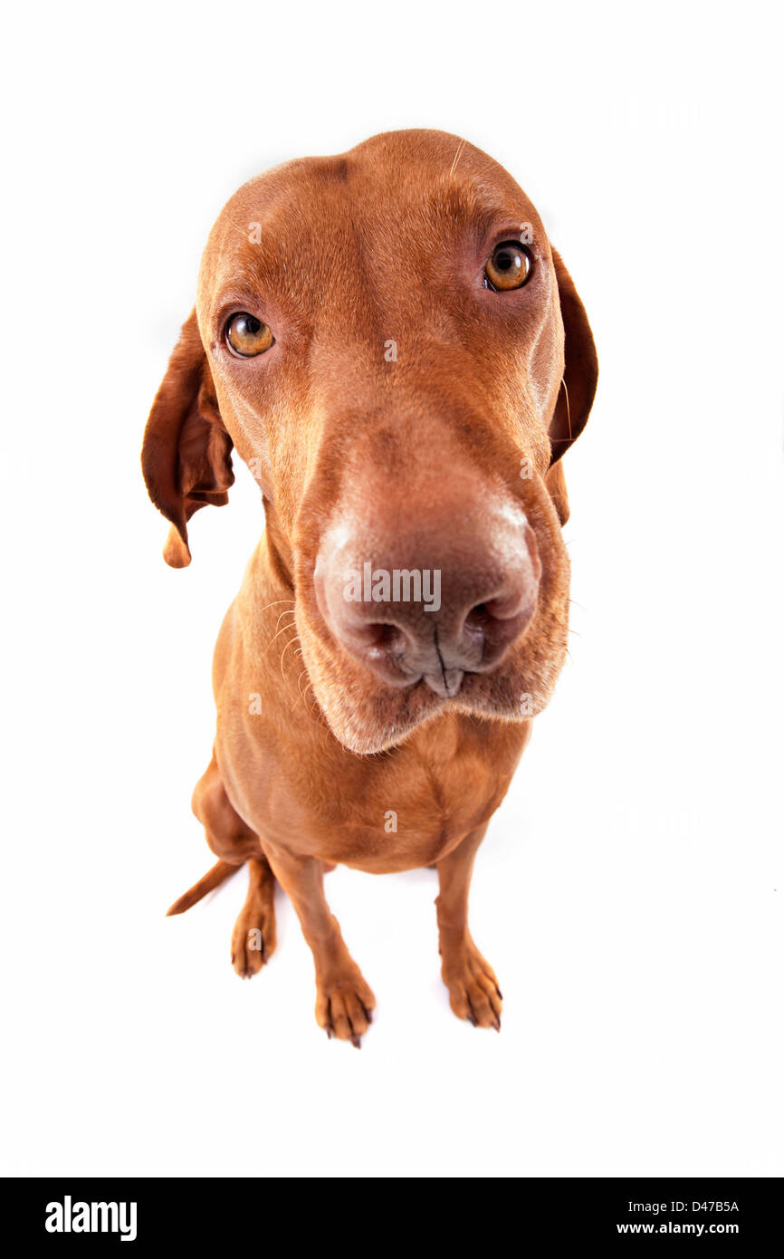 ultra wide angle dog portrait on white background Stock Photo - Alamy
