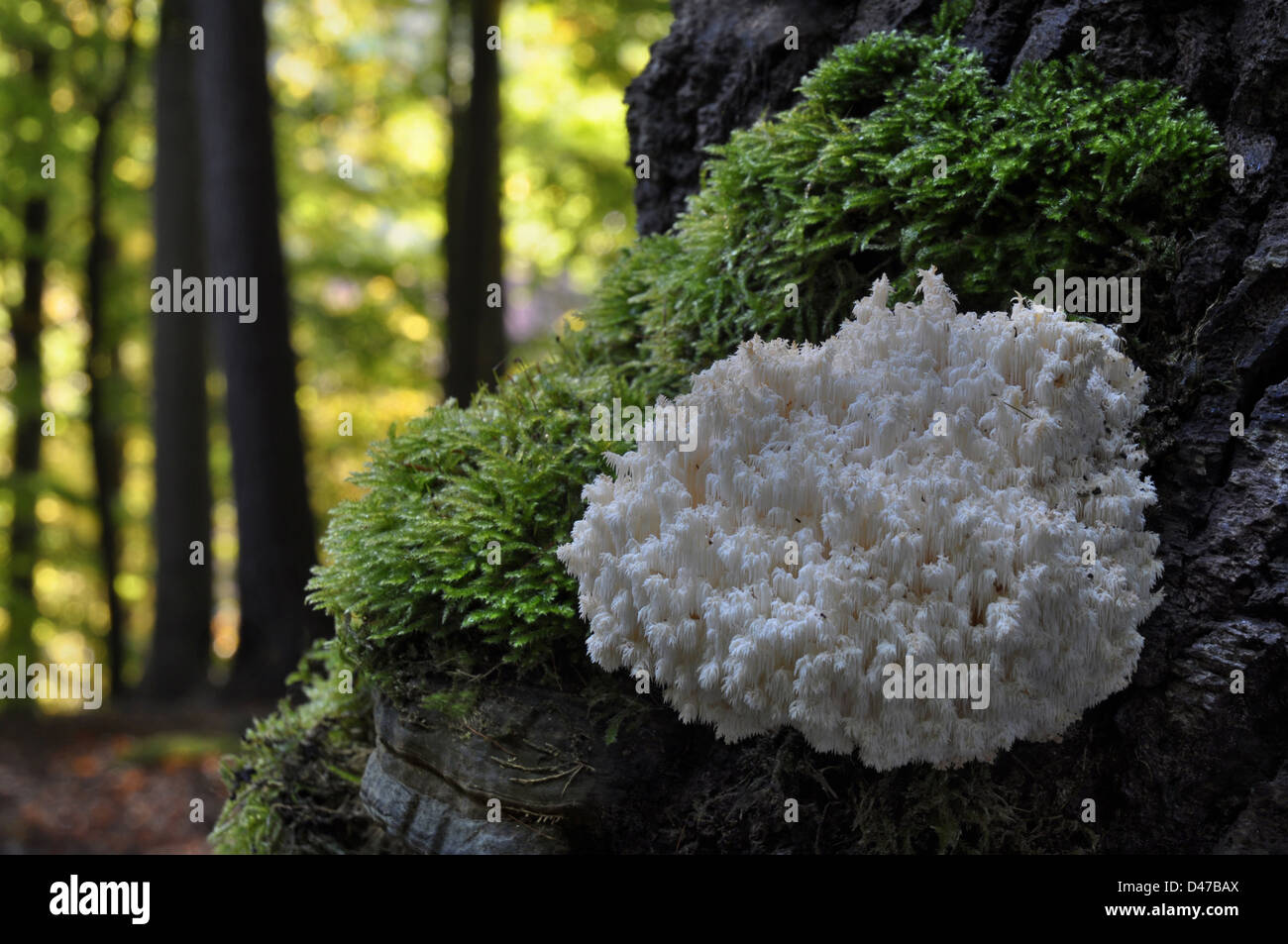 Coral Tooth (Hericium coralloides), fruit body at the base of a tree ...