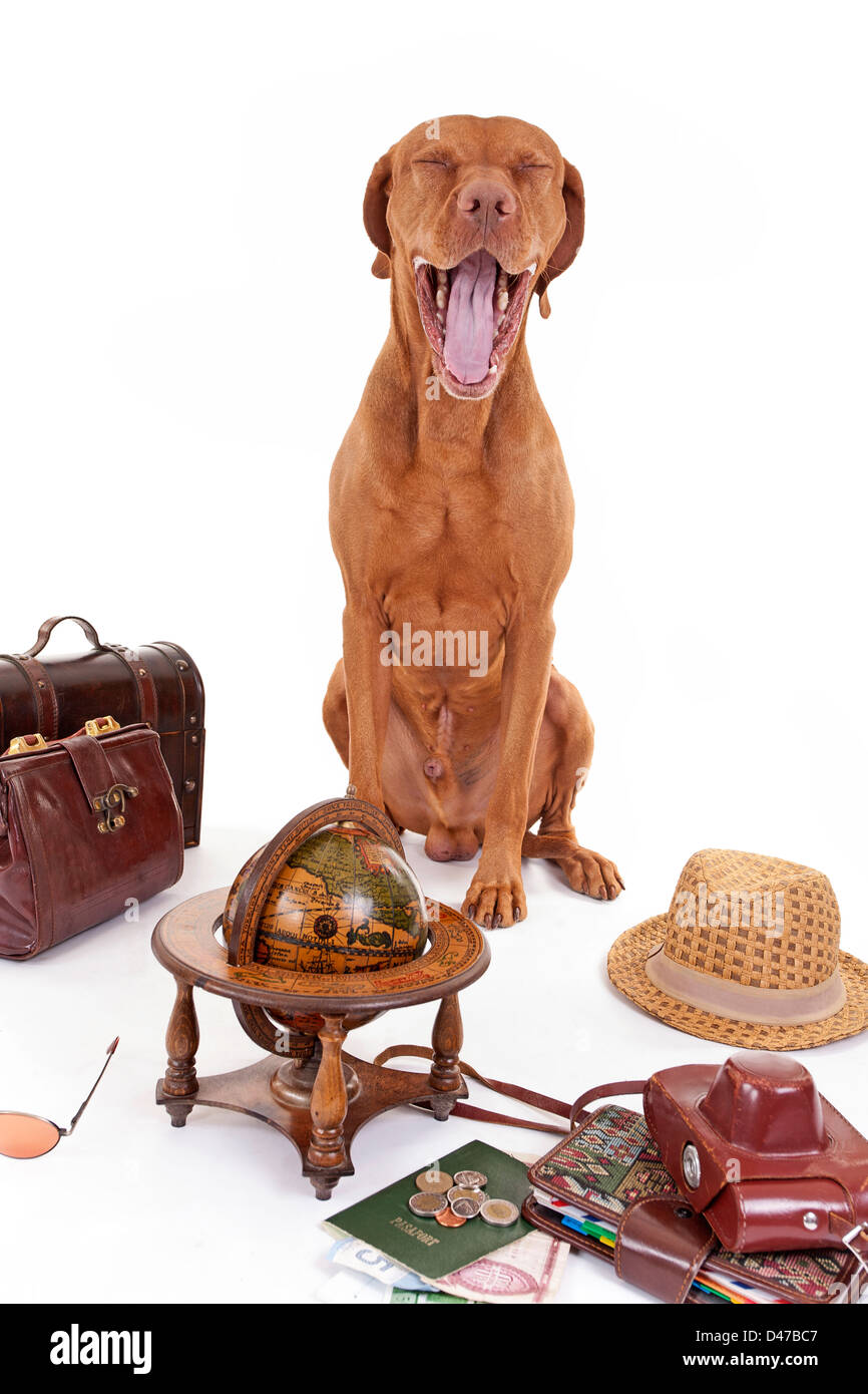 dog laughing with wide open mouth surrounded with travel objects on the ...