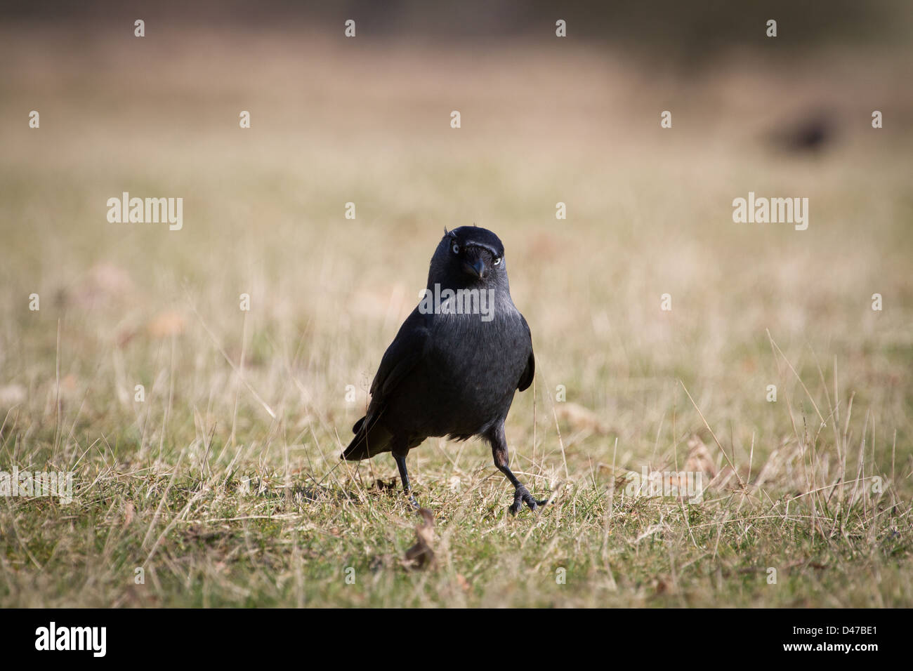 Crow bird uk hi-res stock photography and images - Alamy