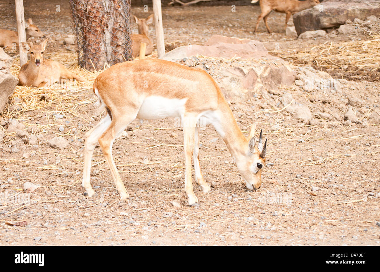 Impala antilope hi-res stock photography and images - Alamy