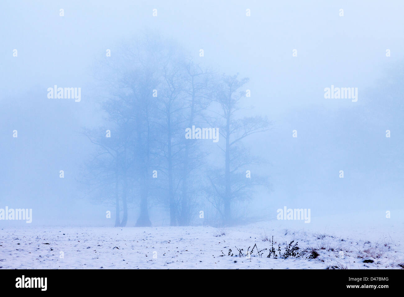 Clump of trees on misty morning with snow covered field on Boxing Day ...