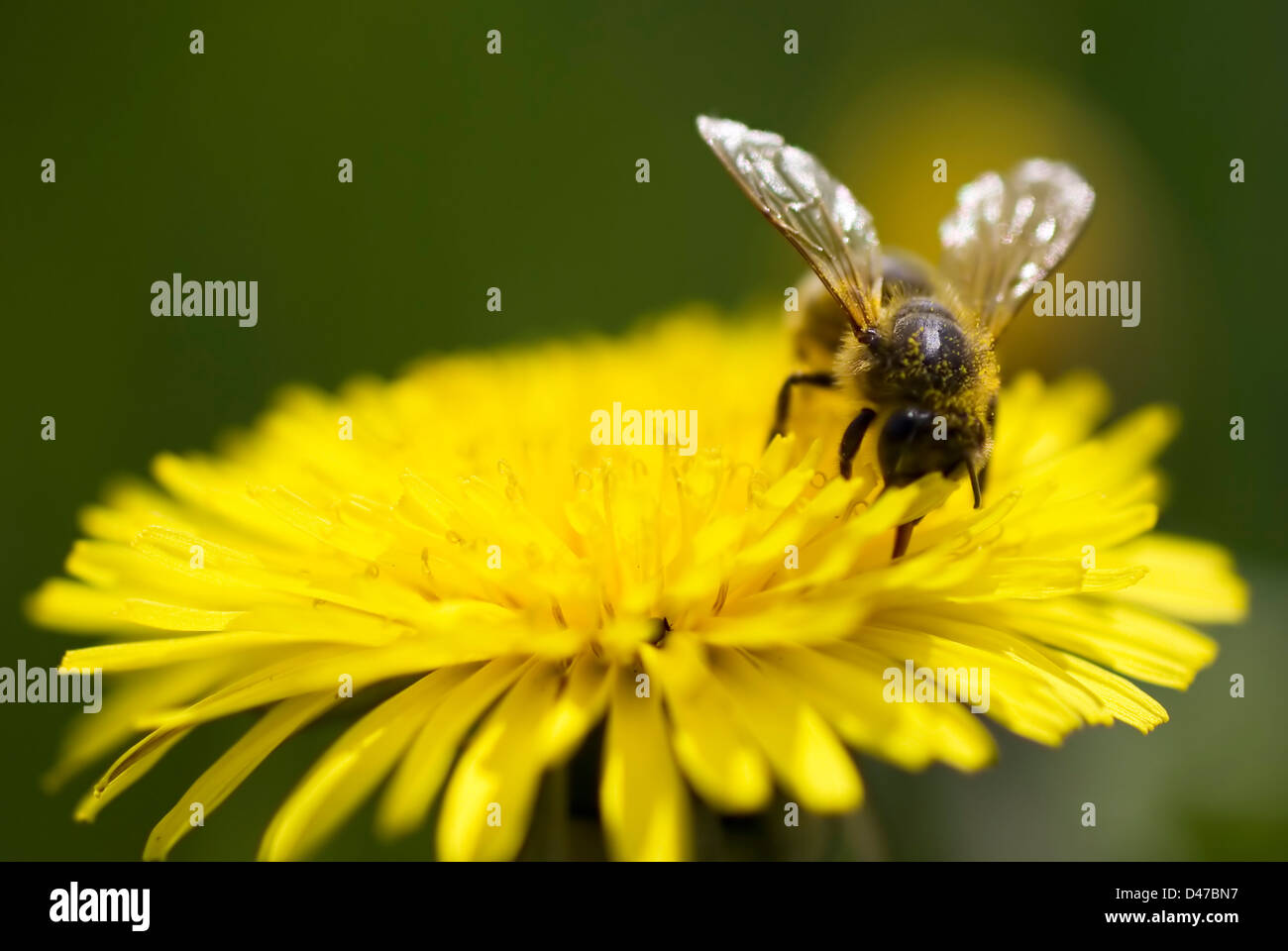 Pollinating animals hi-res stock photography and images - Alamy