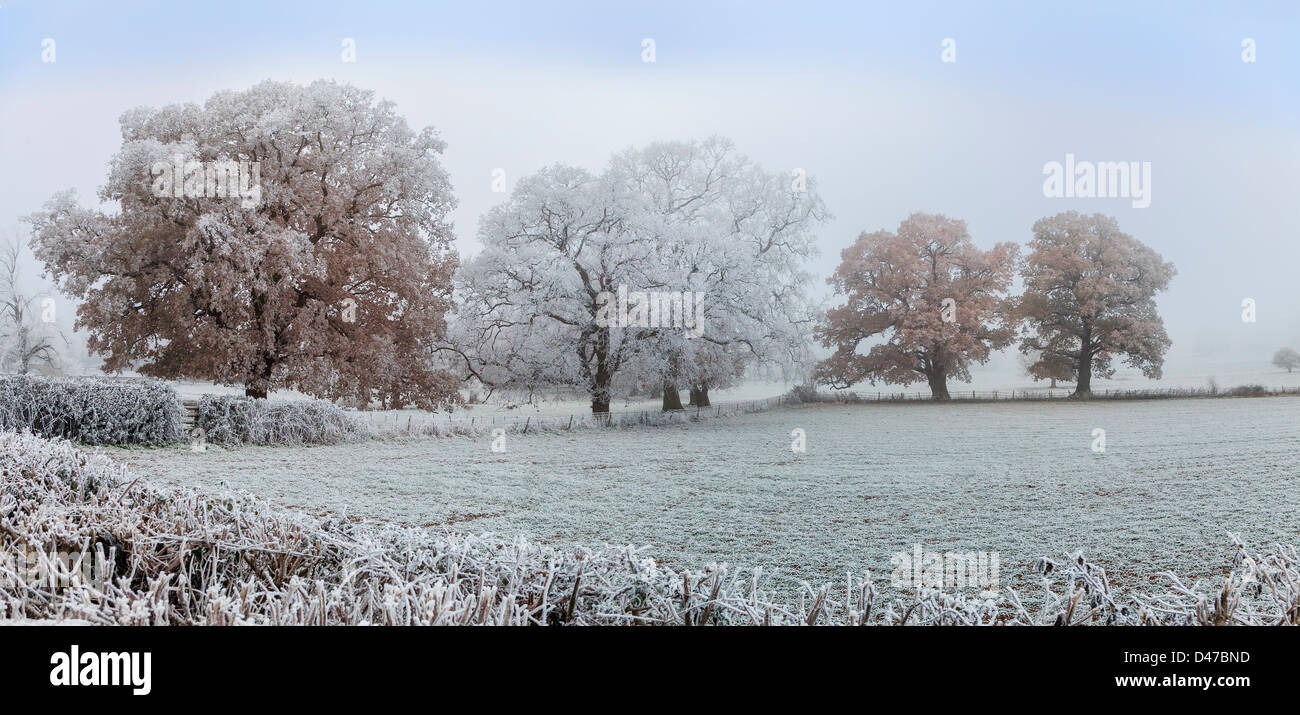 WINTER LANDSCAPE WITH TREES COVERED WITH FROST.UK Stock Photo - Alamy