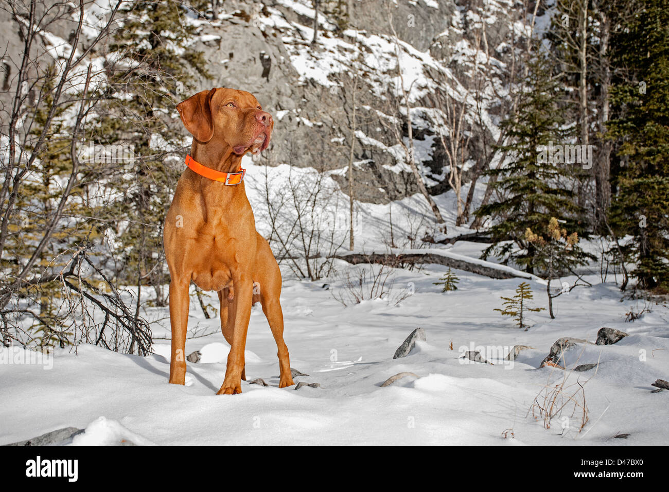 Pure breed vizsla hunting dog hi-res stock photography and images - Alamy