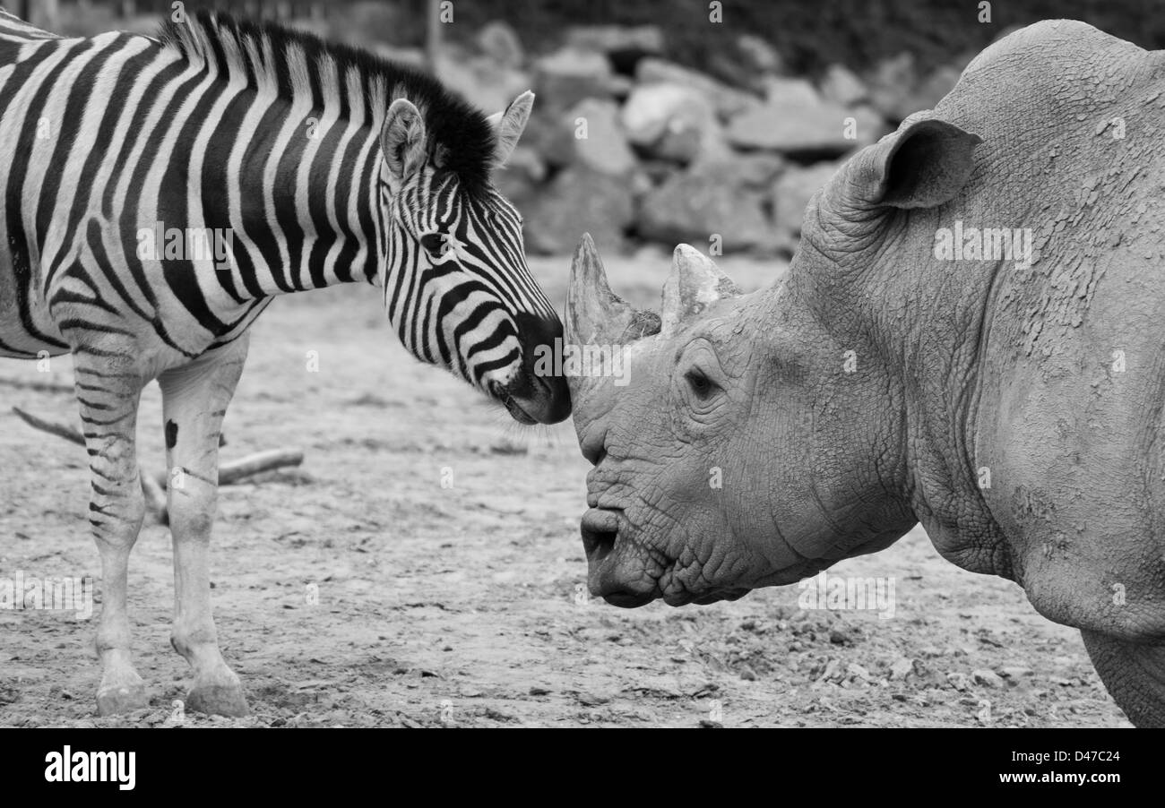 Black and white captive Zebra and White Rhino Stock Photo - Alamy