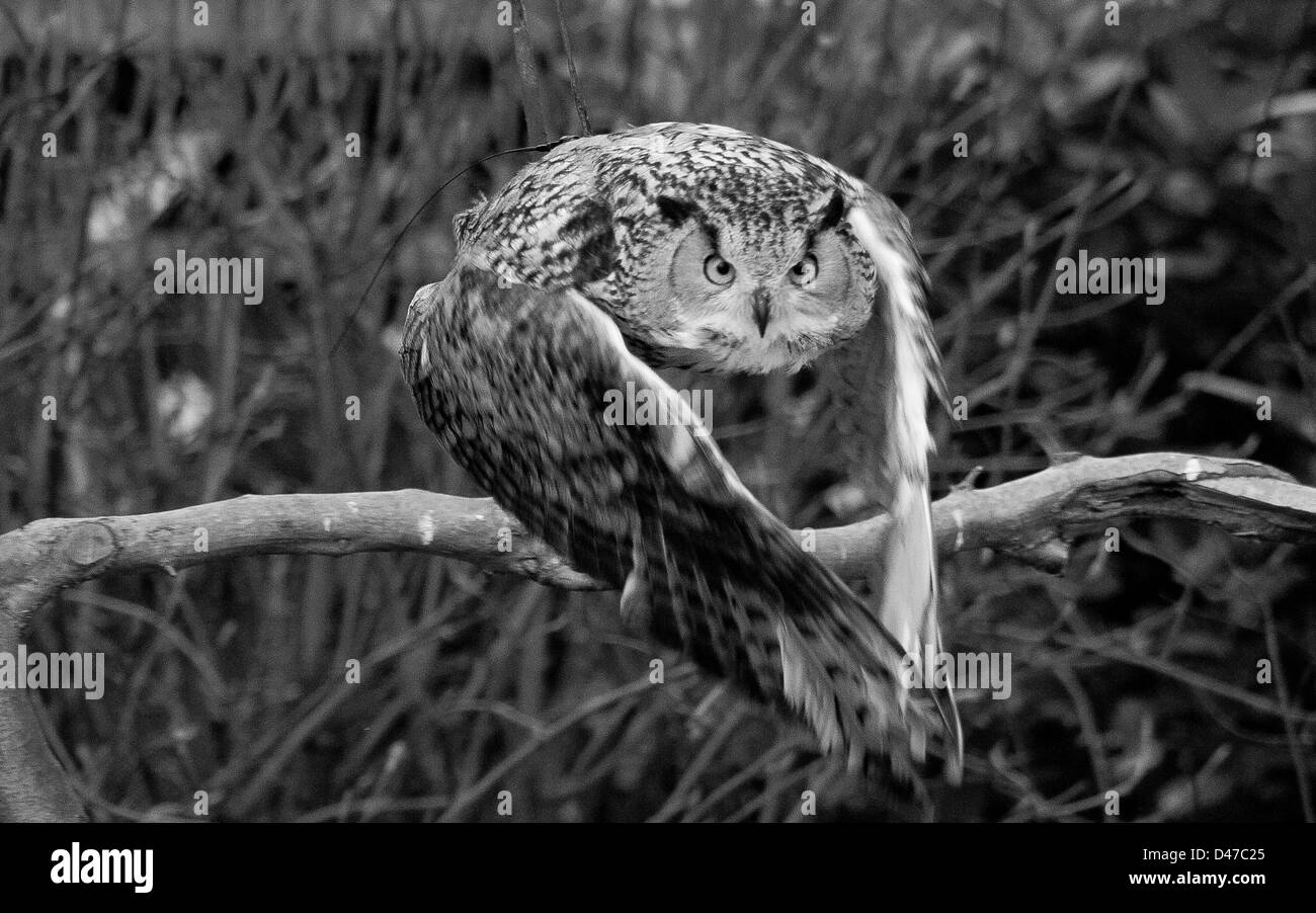 Black eagle owl hi-res stock photography and images - Alamy