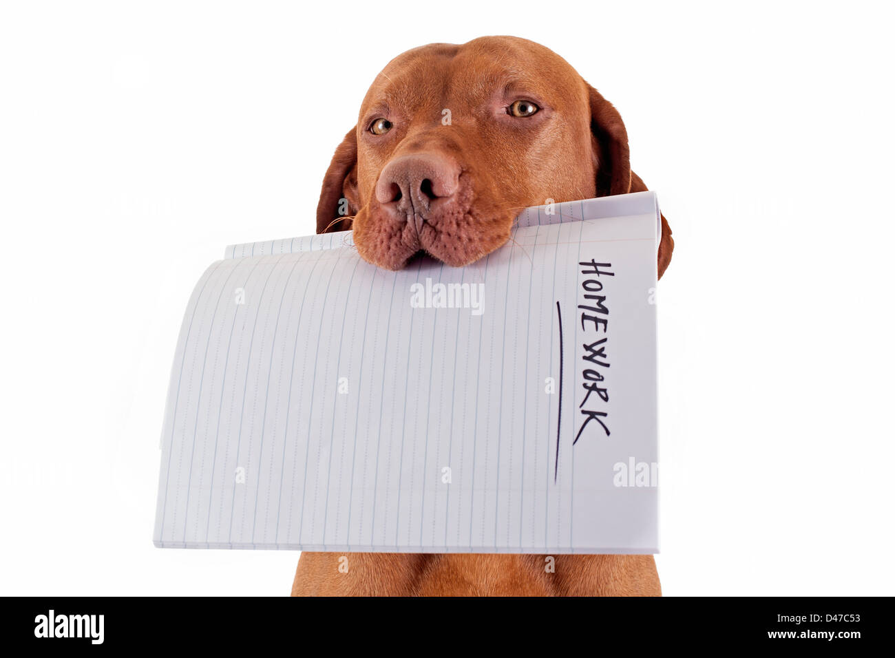 dog holding homework in mouth on white background Stock Photo - Alamy
