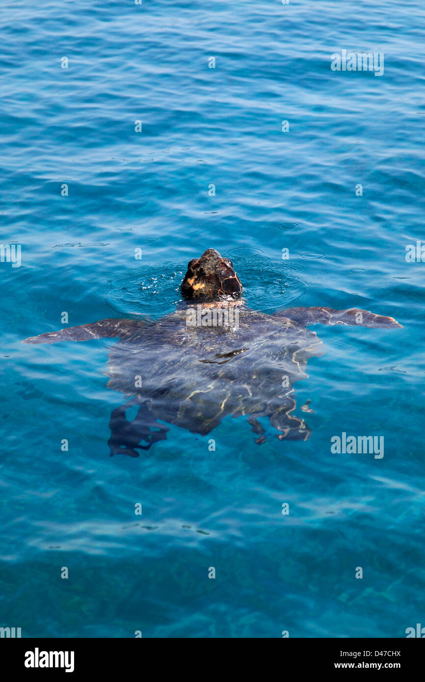Loggerhead Turtle ( Carreta caretta ) in the sea at Laganas resort ...