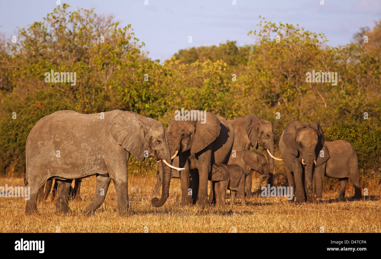 elephants at Chobe National Park, Botsuana Stock Photo - Alamy