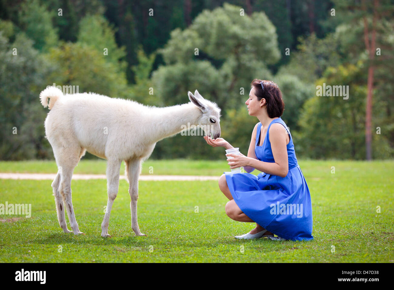 Young attractive woman feeding baby lama in farm Stock Photo - Alamy
