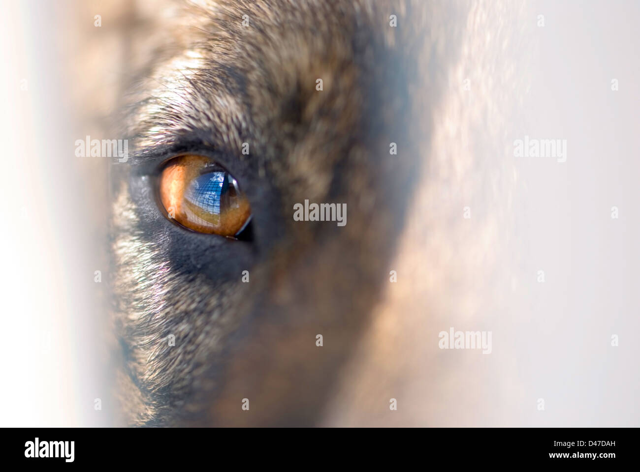 Close up of dog eye in a shelter Stock Photo - Alamy