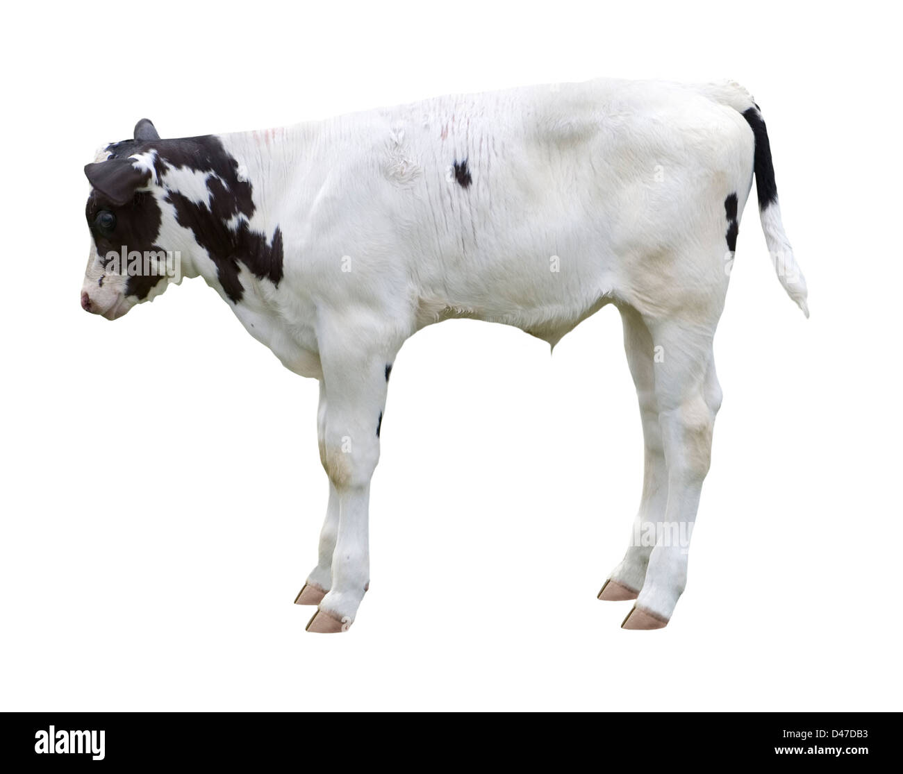 Portrait one black white Cut Out Stock Images & Pictures - Alamy