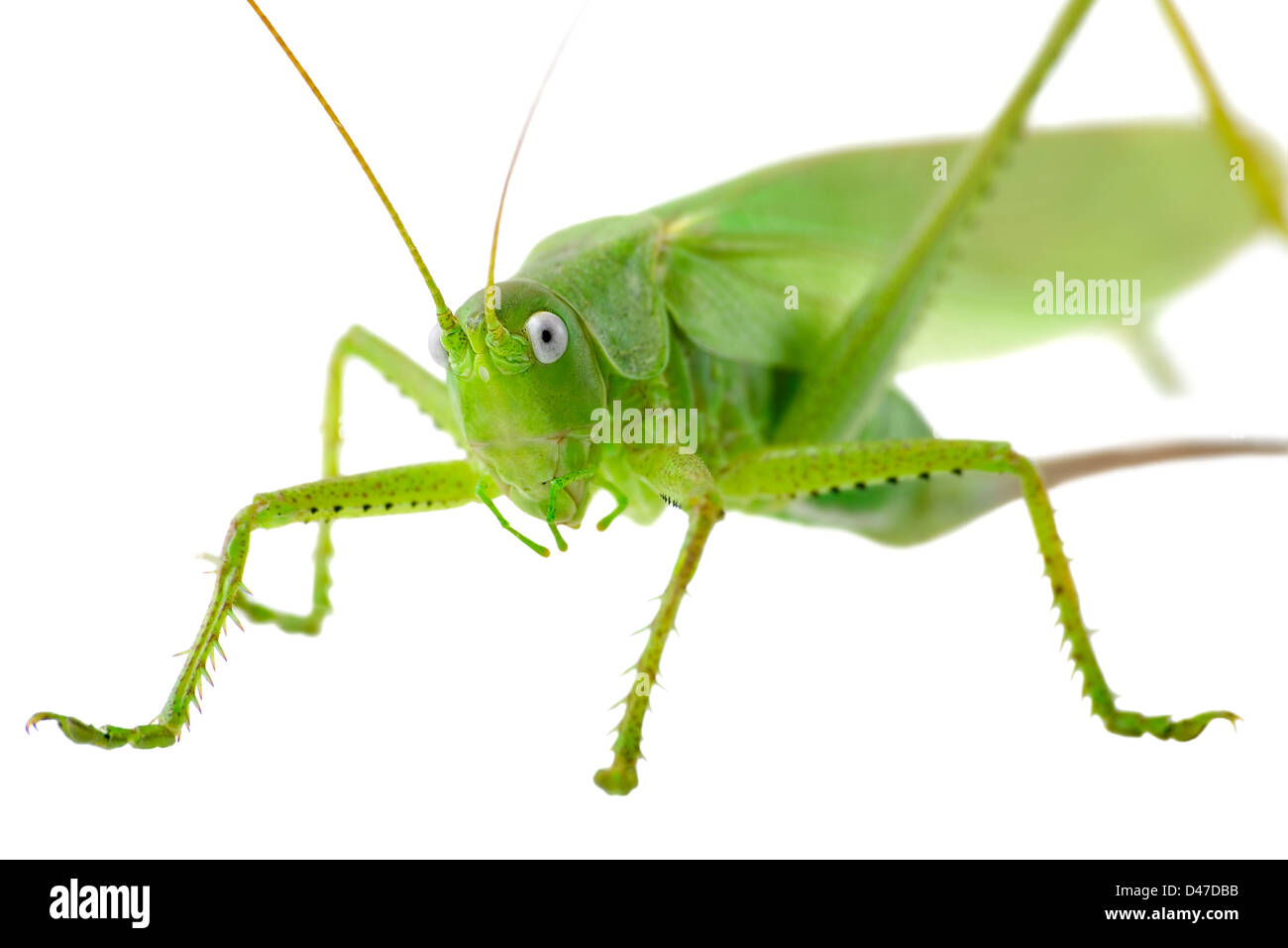 Locust is photographed on the white background Stock Photo - Alamy