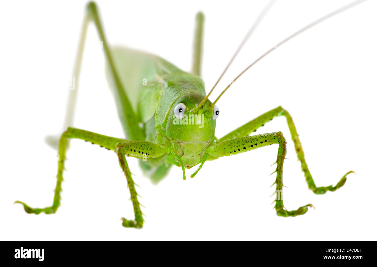 Locust is photographed on the white background Stock Photo - Alamy