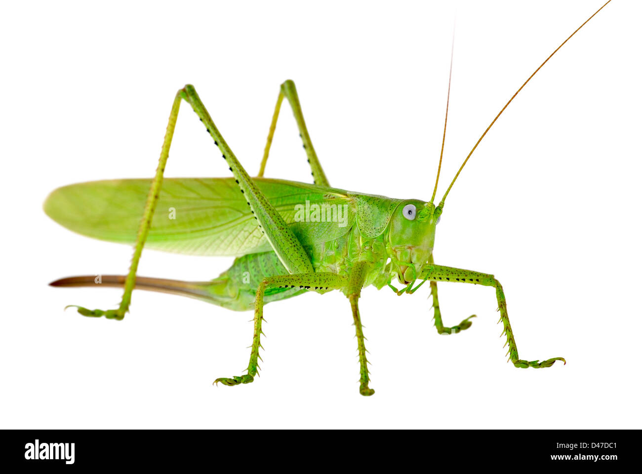 Locust is photographed on the white background Stock Photo - Alamy
