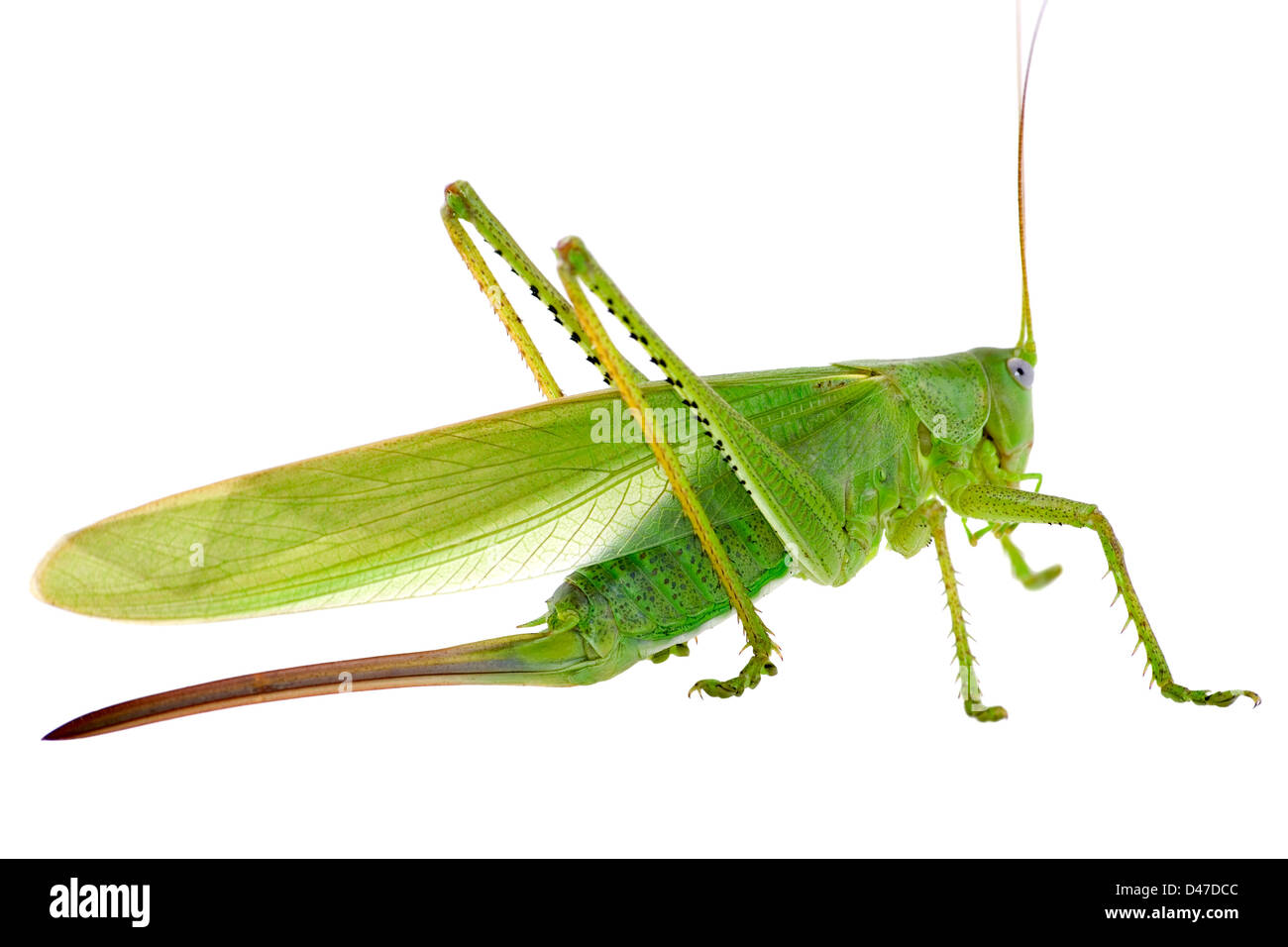 Locust is photographed on the white background Stock Photo - Alamy