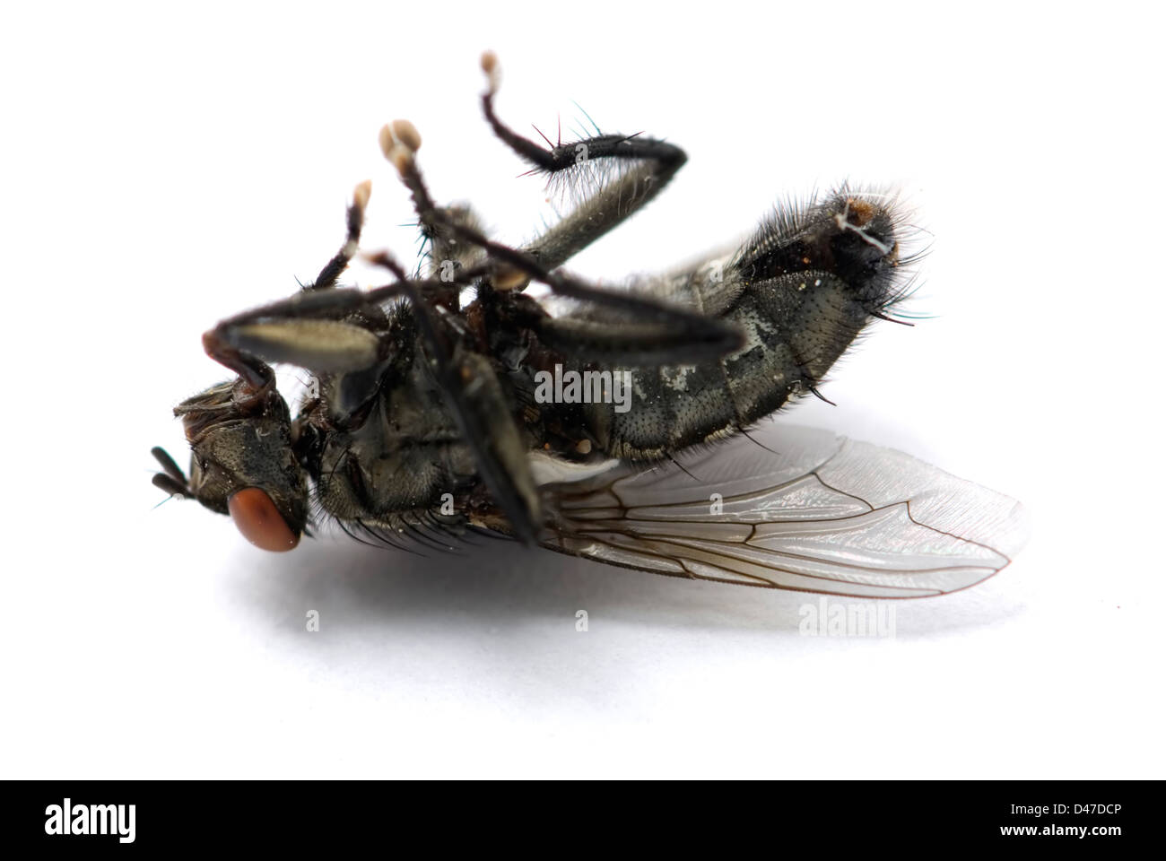 Dead fly hi-res stock photography and images - Alamy