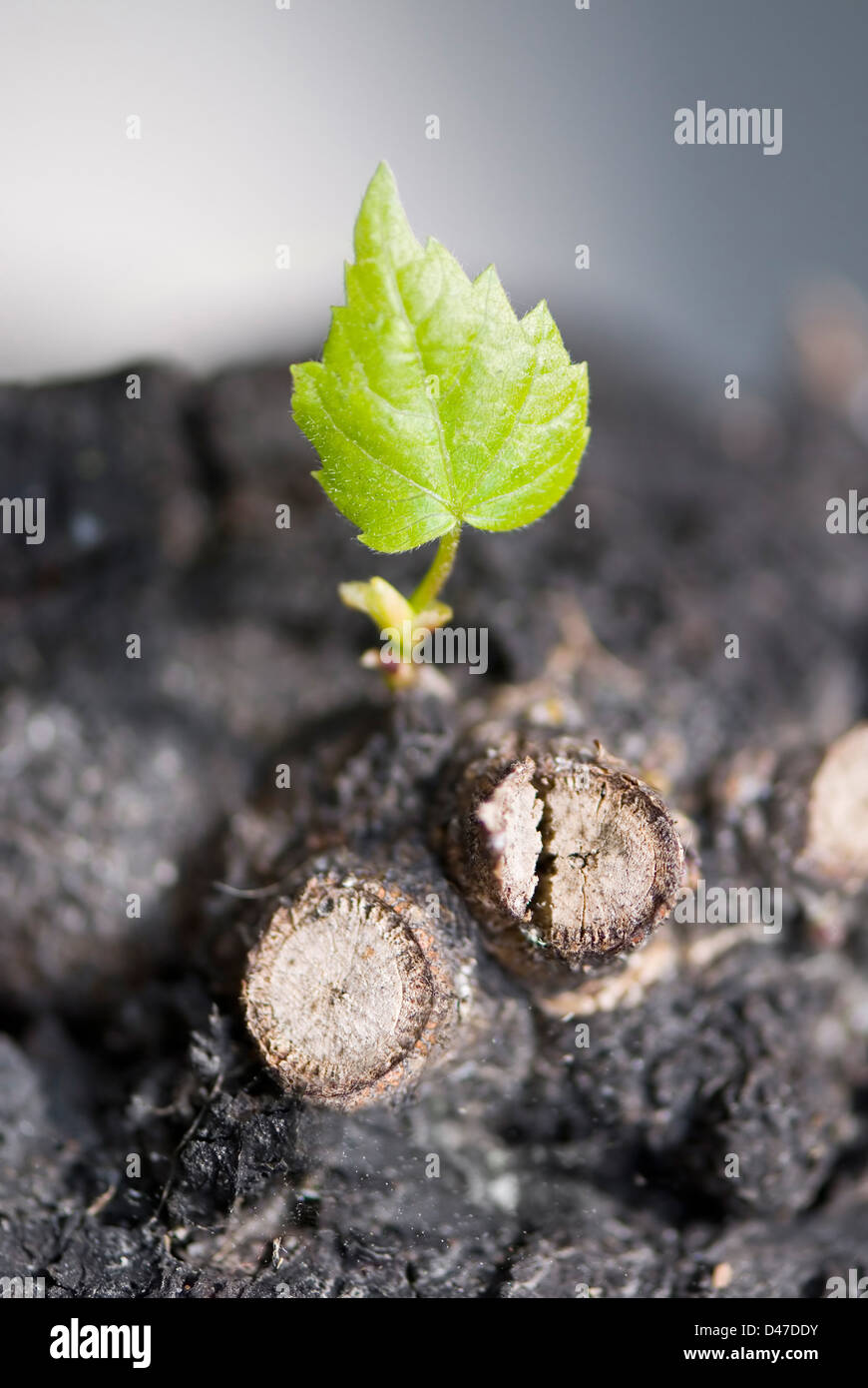 New green leaf on tree trunk Stock Photo - Alamy