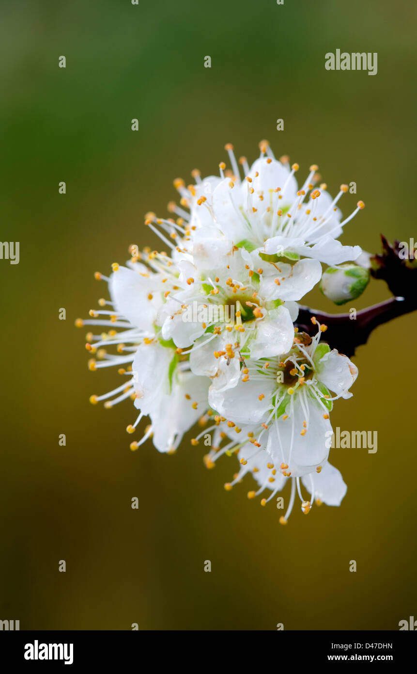 Prune fruit trees hi-res stock photography and images - Alamy