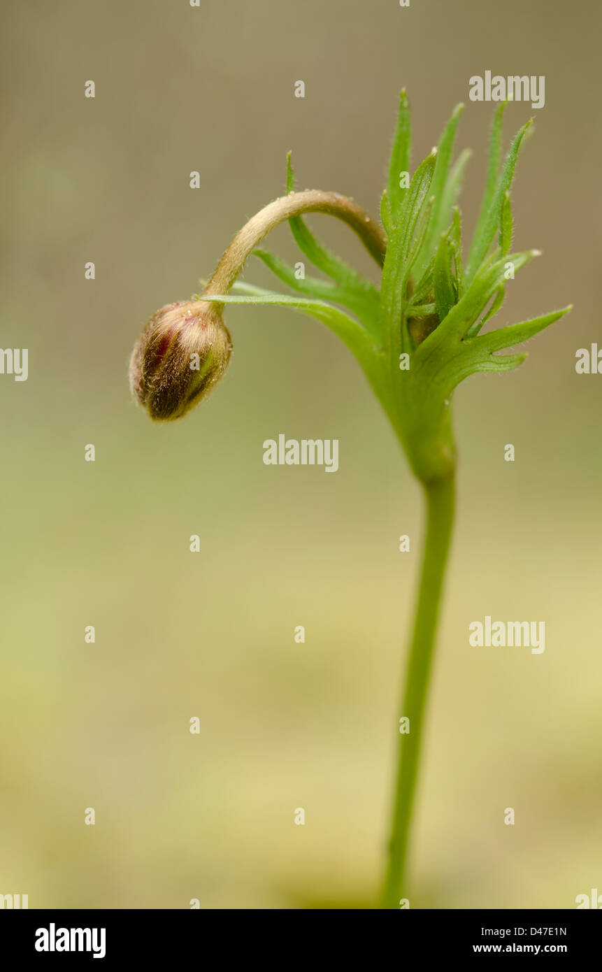 Flower sprout hi-res stock photography and images - Alamy