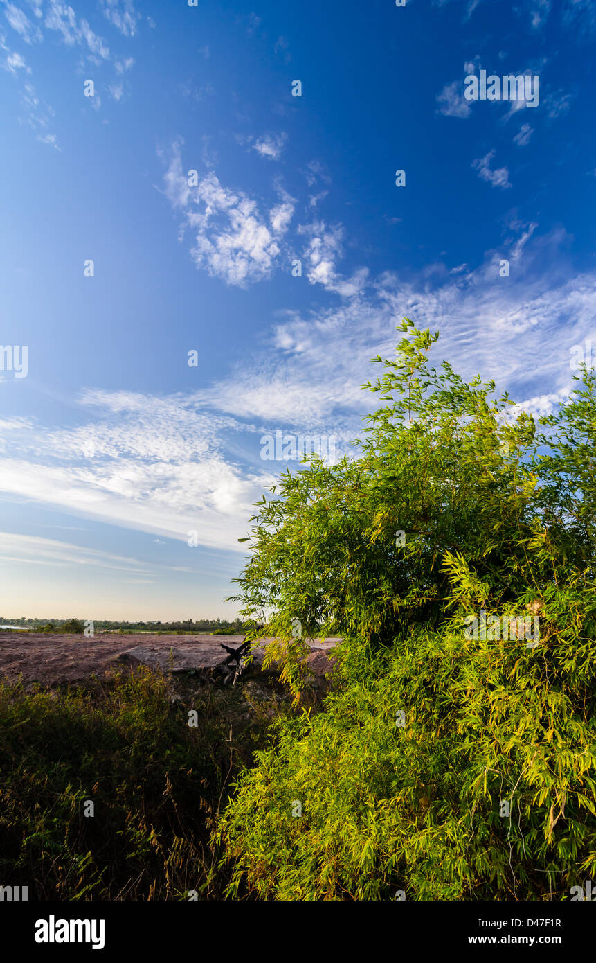 Land tree and sky in the countryside view nature Stock Photo - Alamy
