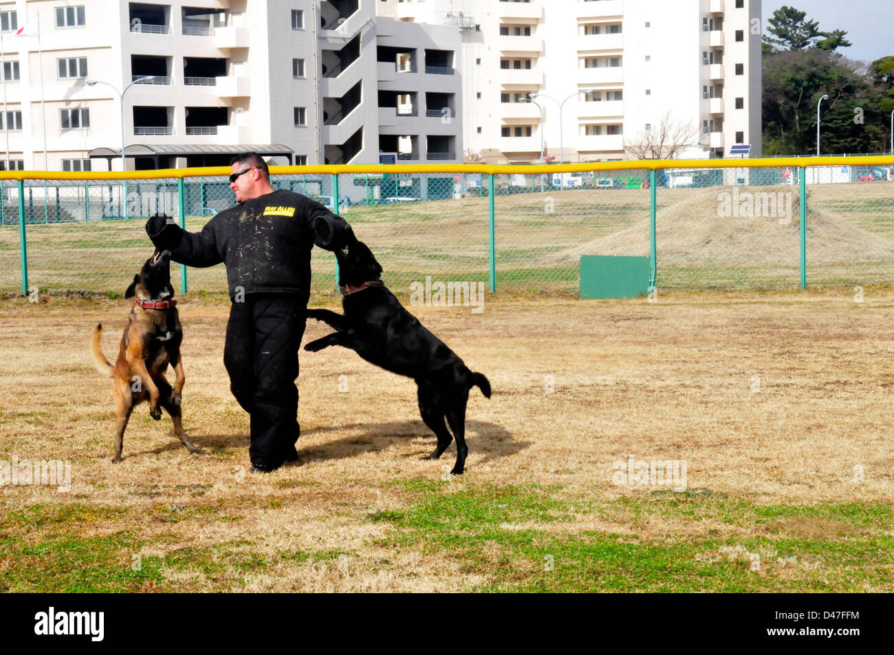 A U.S. Navy K-9 handler trains military working dogs in Yokosuka, Japan ...