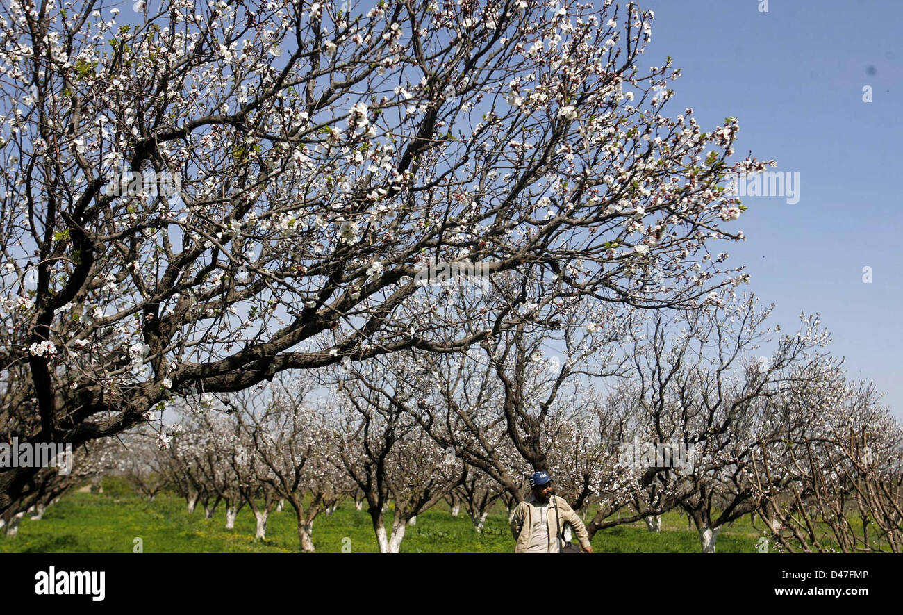 Beautiful eye catching view of a tree on which floral buds are ...