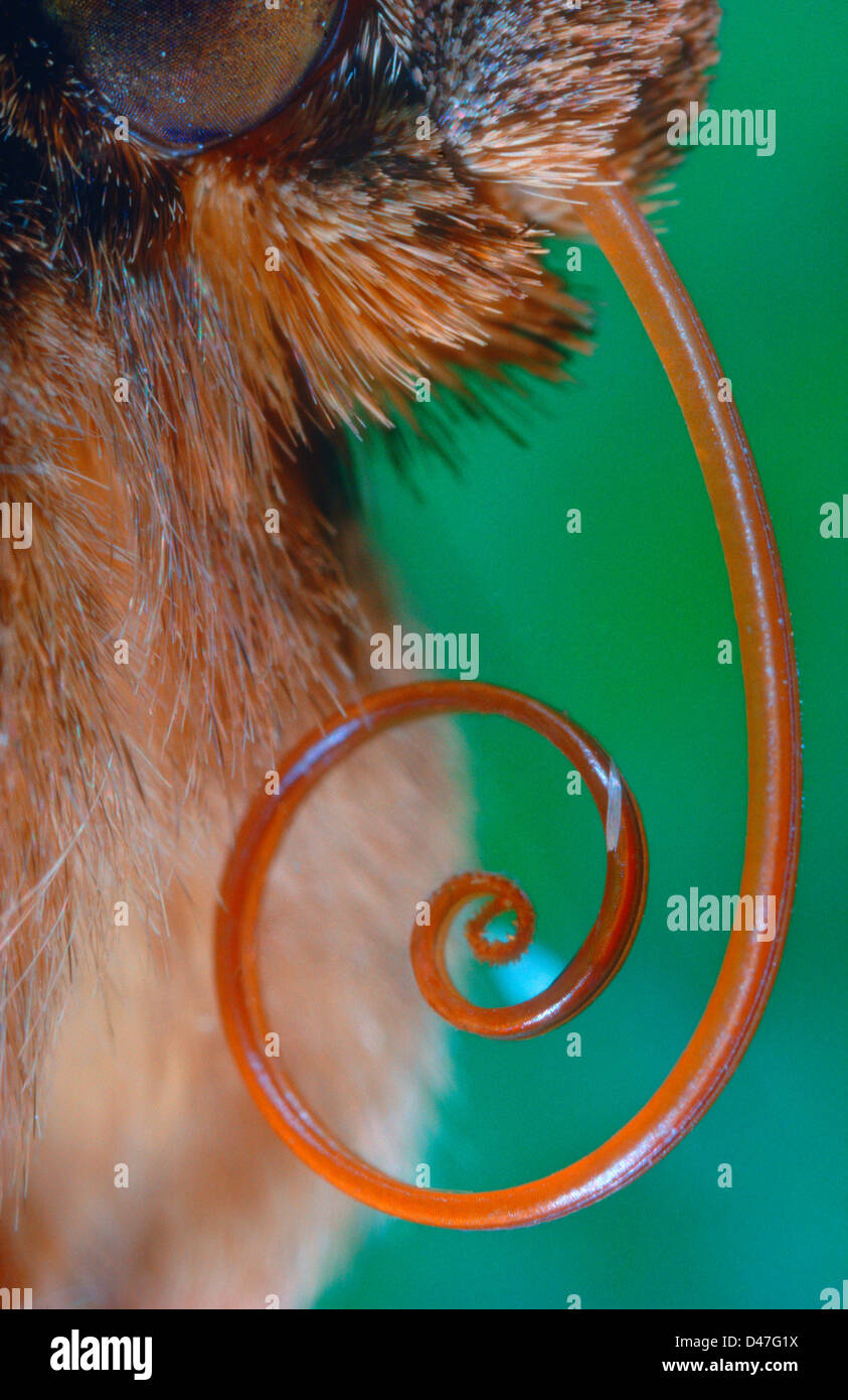 Moth. Proboscis closeup Stock Photo - Alamy