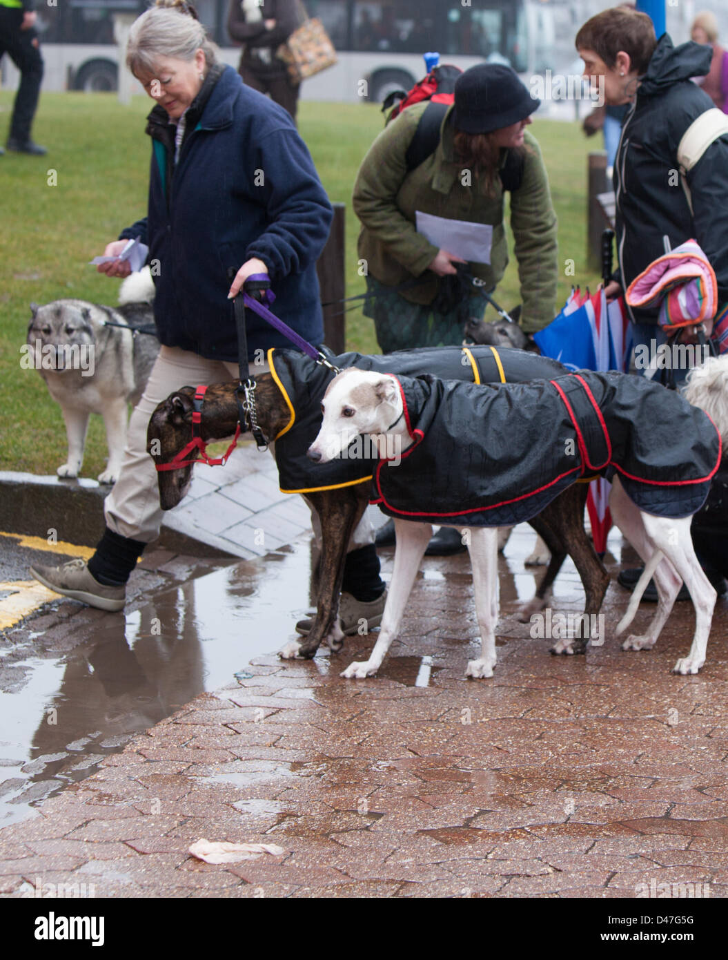 NEC, Birmingham, UK. 7th March 2103. A rainy morning saw dogs arriving ...