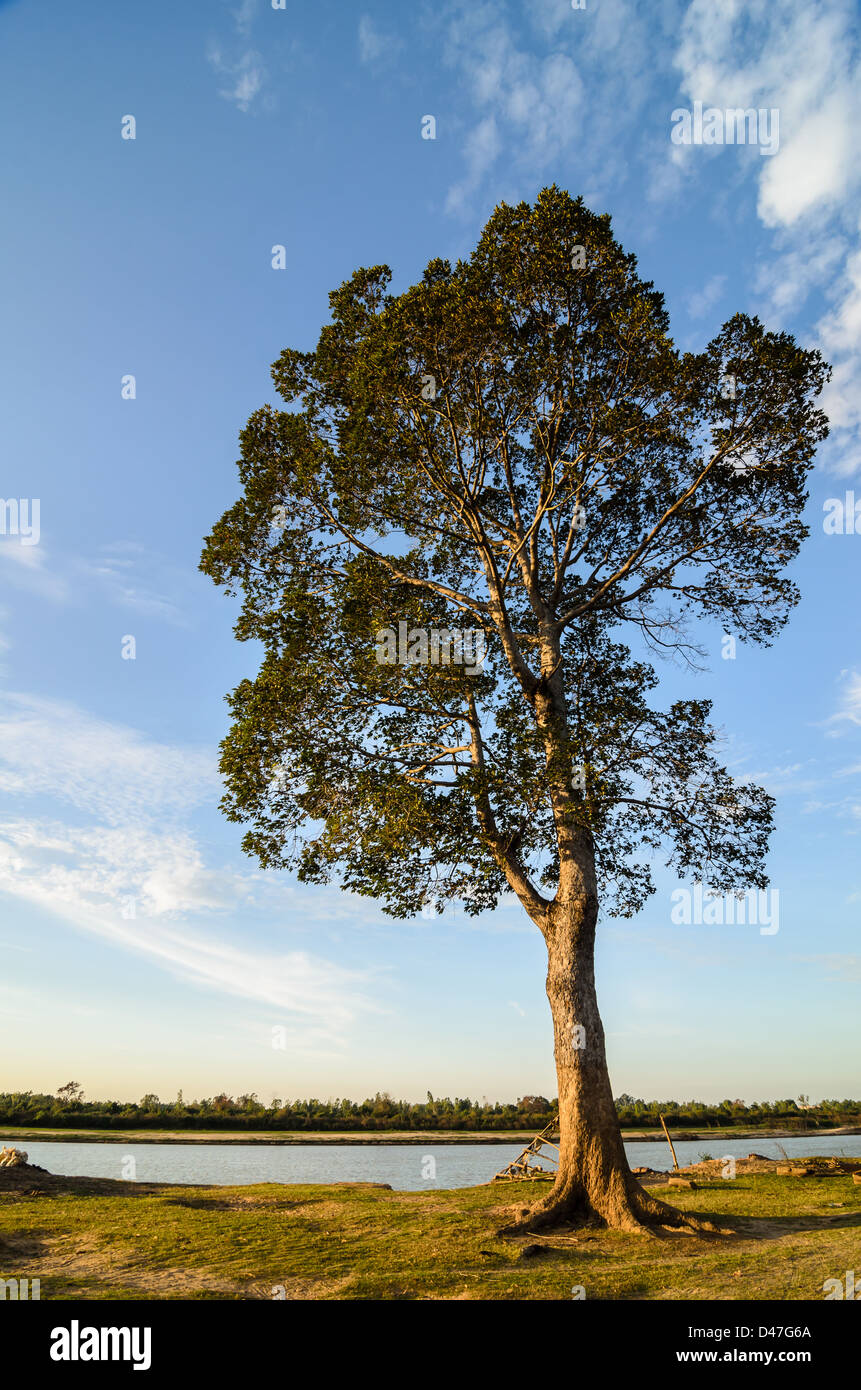 Land tree and sky in the countryside view nature Stock Photo - Alamy