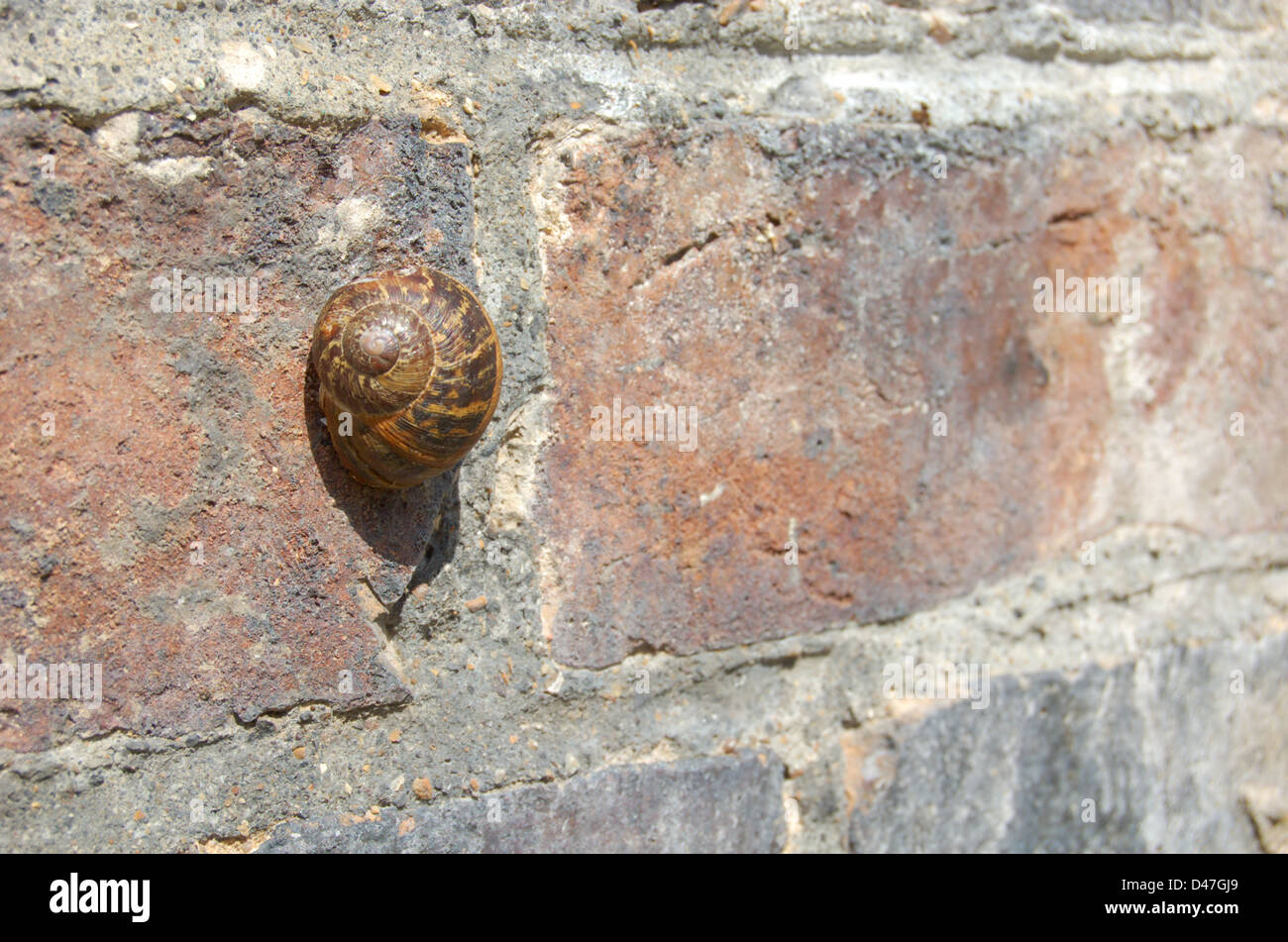 Snail on a brick wall Stock Photo - Alamy