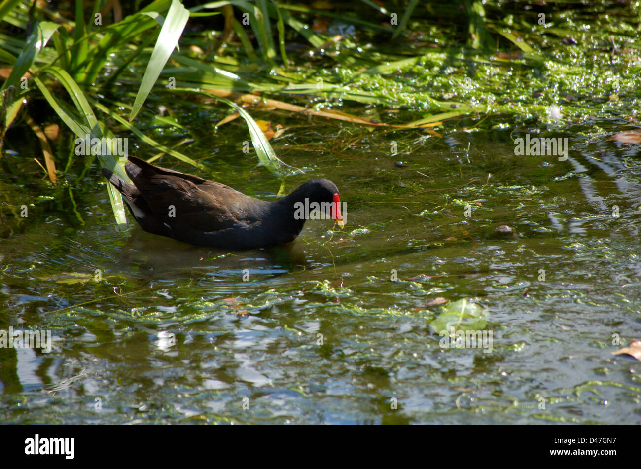 Moorhen on the Regents Canal in London, England Stock Photo - Alamy