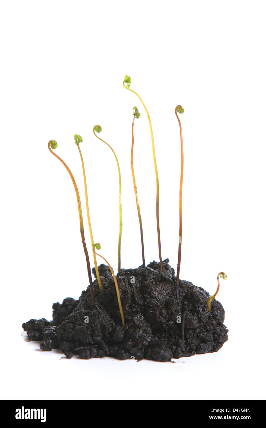 New sprouts growing in Cut Out Stock Images & Pictures - Alamy