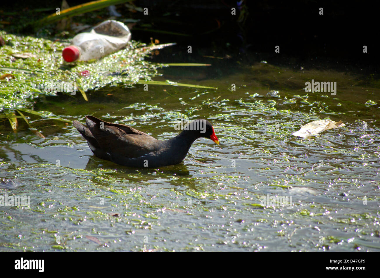 Moorhen on the Regents Canal in London, England Stock Photo - Alamy