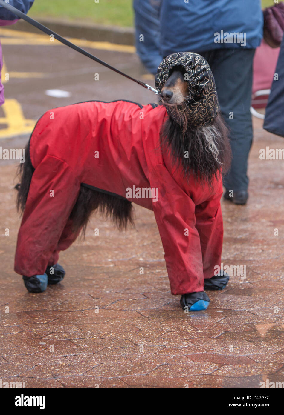 NEC, Birmingham, UK. 7th March 2103. A rainy morning saw dogs arriving ...